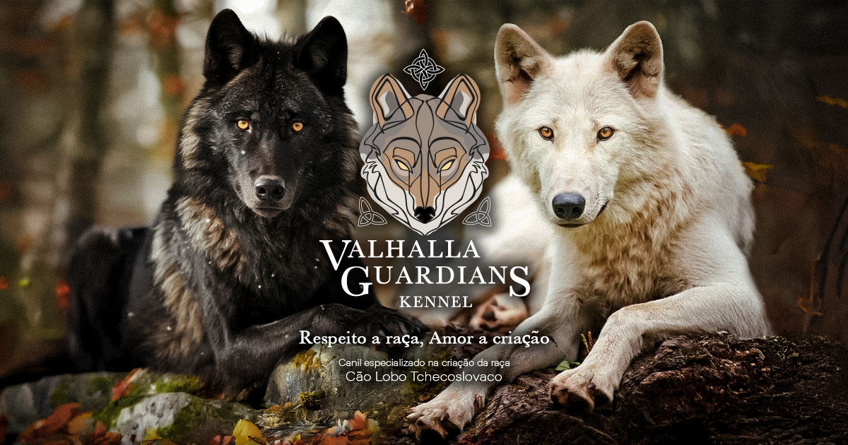 Valhalla Guardians Kennel - O que exatamente são os Wolfdogs a cruza de ...